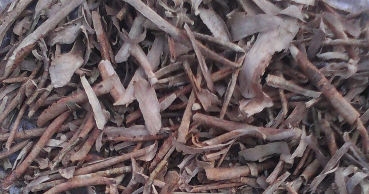 TABERNANTHE IBOGA ROOTBARK