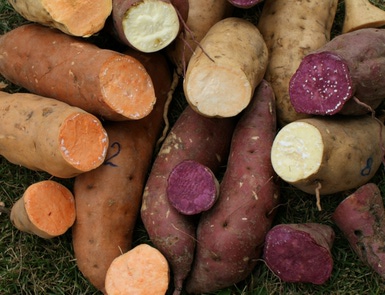 EL CAMOTE: Imagenes del camote