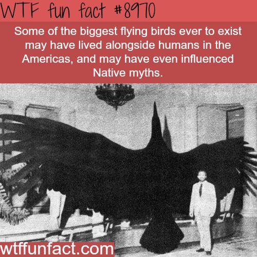 60 Interesting Random Facts | Amazing WTF Facts