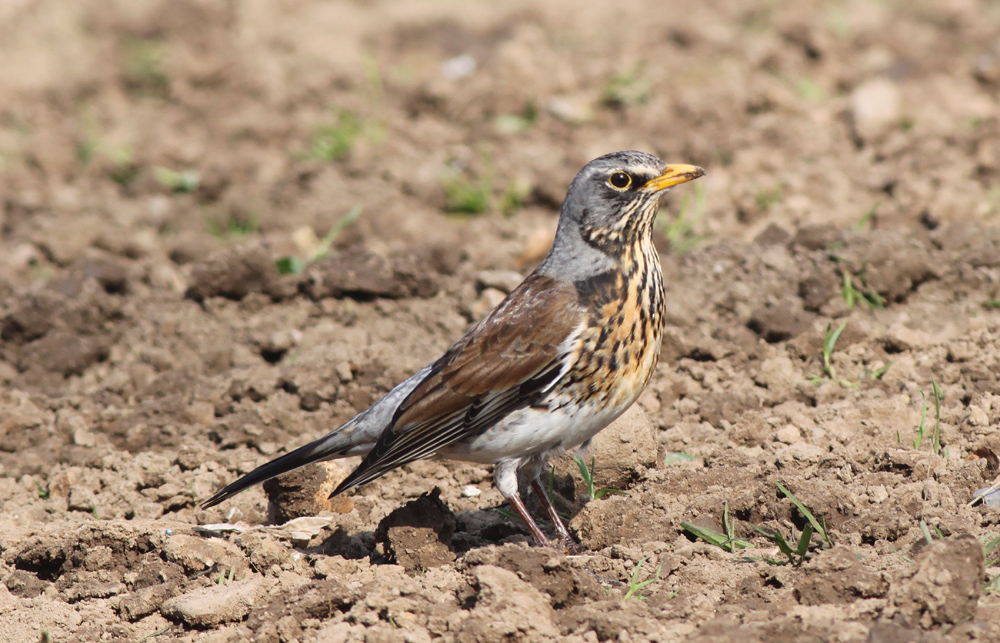 Another Bird Blog: Friday's Fields