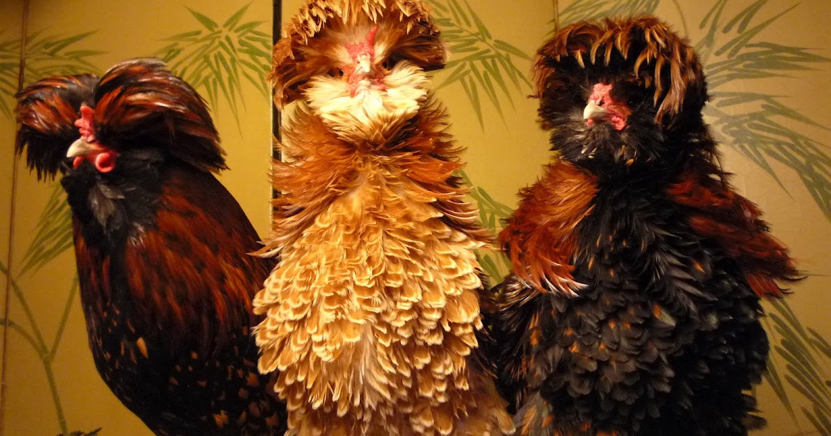Golden Polish Rooster