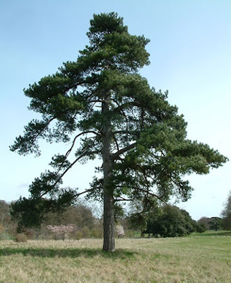 Trees Planet: Pinus nigra maritima – Corsican Pine