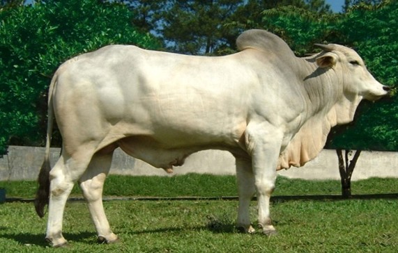 Peternakan Sang Thothon: Bangsa-Bangsa Sapi Bos Indicus