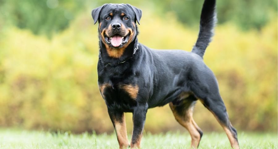 Top 10 des meilleurs chiens de garde