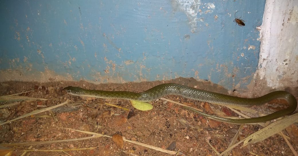 The Aspire ANT: Little snake at Agara Lake