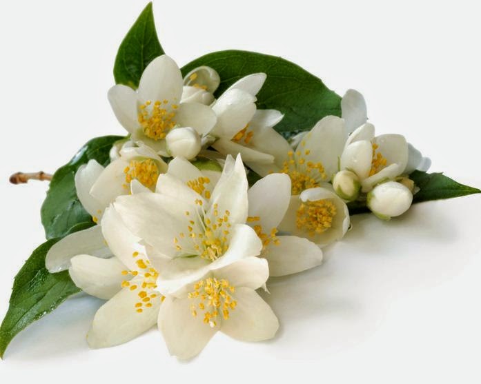 Manfaat Melati Untuk Kesehatan Dan Cara Mengolahnya | Tips Sehat