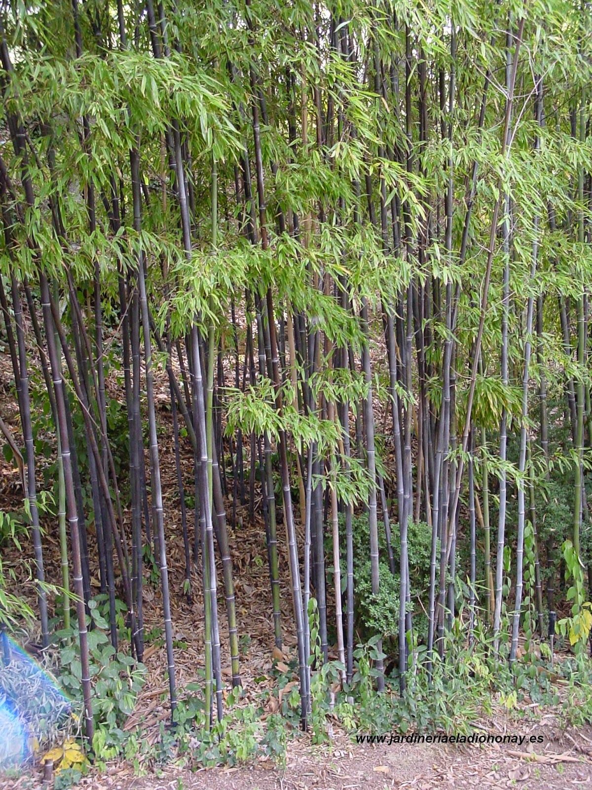 Jardineria Eladio Nonay: PHYLLOSTACHYS NIGRA - BAMBÚ NEGRO (Jardinería ...