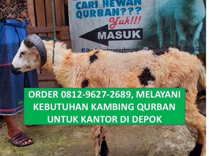 ORDER 0812-9627-2689, Melayani Partai Besar Kambing Qurban di Depok