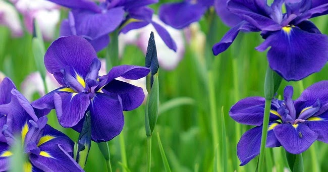 Blossom: Youth VI: Iris