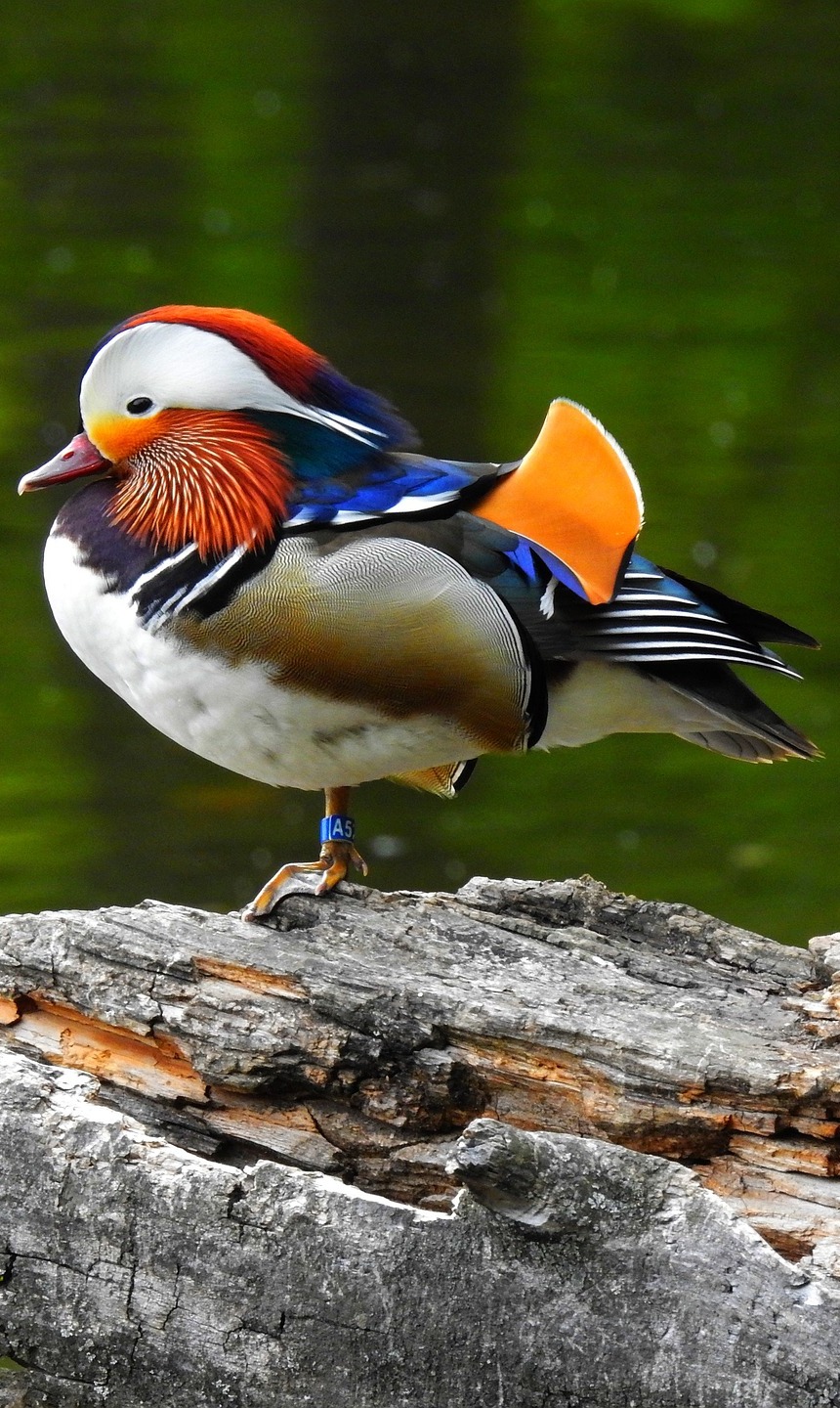 Beautiful mandarin duck - About Wild Animals