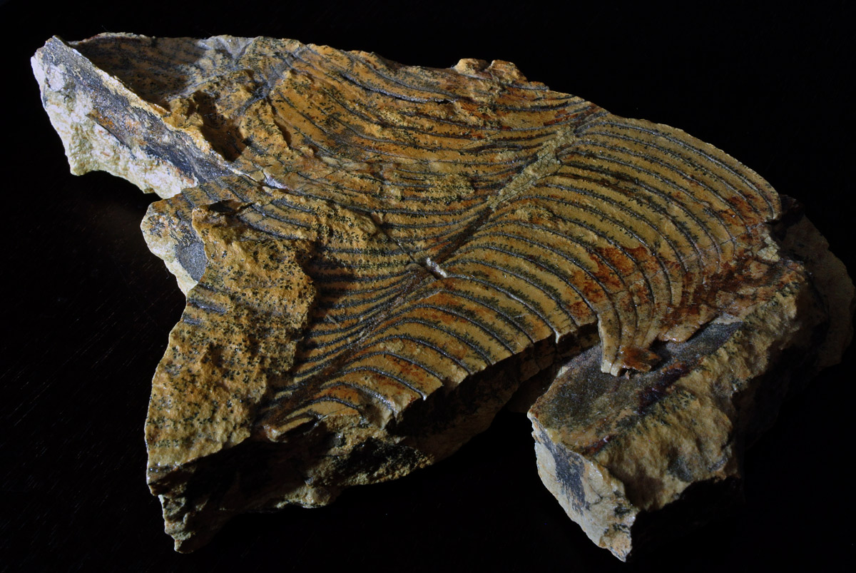 Máistir Nádúraí: Fossils!