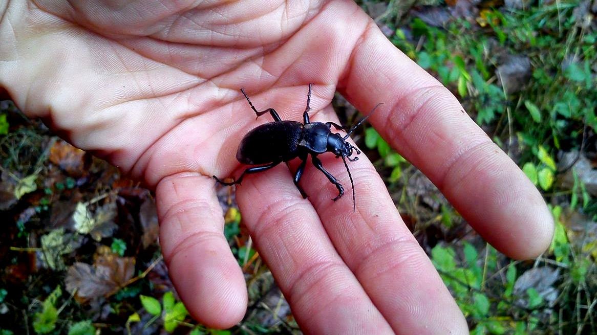 WYSZEDŁ Z DOMU: Biegacz skórzasty