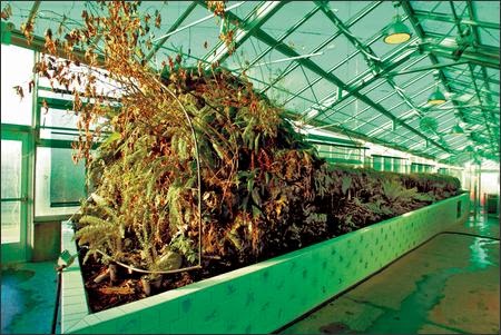 Decomposition: Mark Dion: Neukom Vivarium