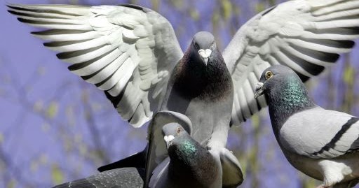 GREAT CHAMPION PIGEONS OF EUROPE,BELGIUM.: Golden Belgian pigeon wings ...
