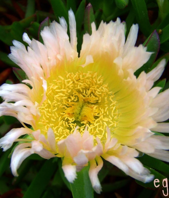 randonnez vous dans ce blog: Fleurs de bord de mer