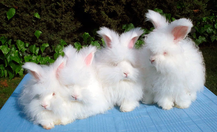 Chingum — Discover Curiosities: Angora Rabbit | The Most Fluffy Rabbit