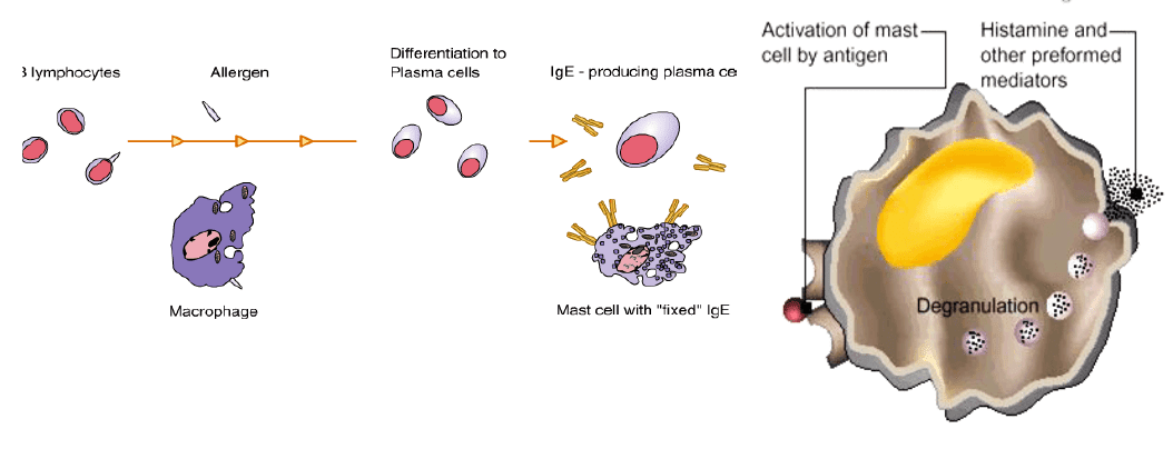 Allergic Rhinitis Pathophysiology