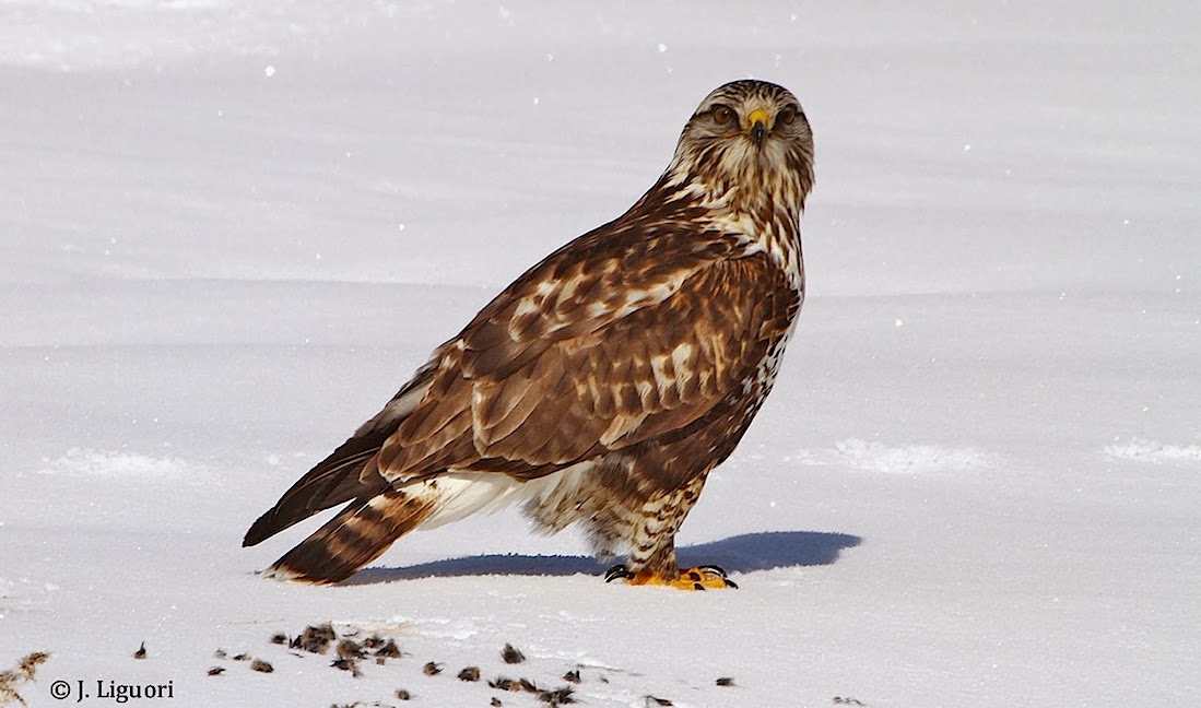 Raptor Identification and Photography: December 2013