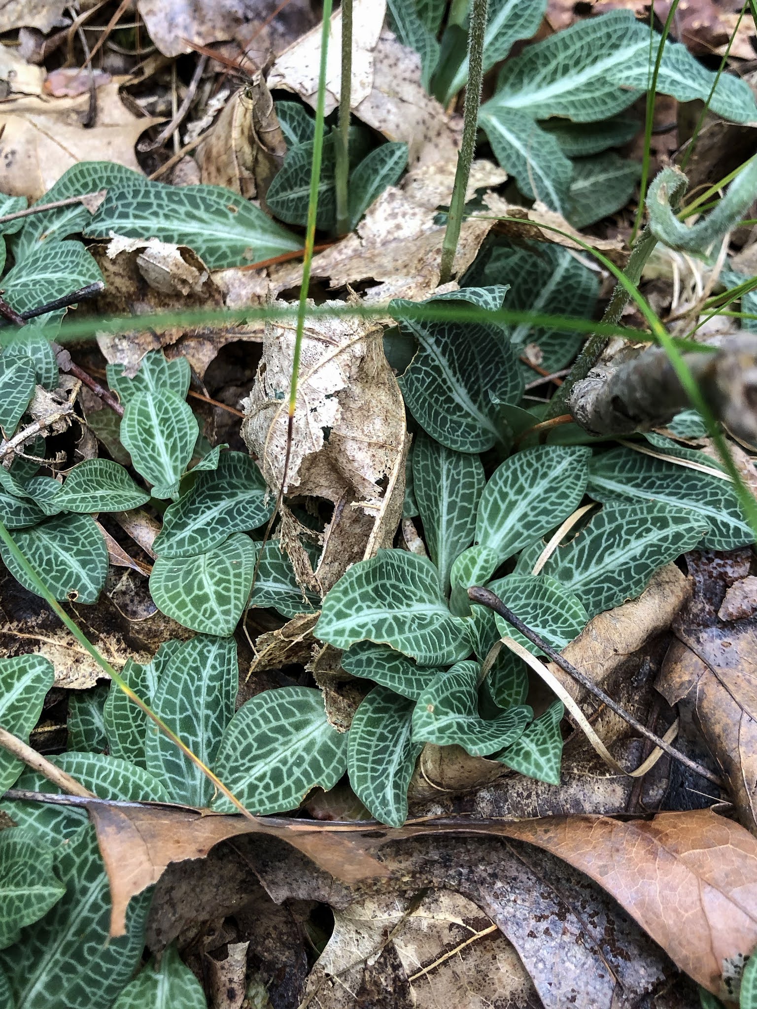 Maria's Orchids: Goodyera pubescens (Wisconsin's Mill Bluff State Park)