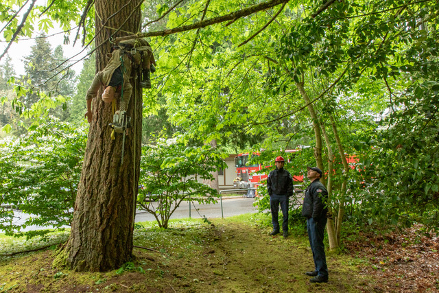 Shoreline Area News: Photos: Shoreline Fire tree rescue training