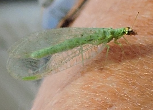 Springfield Plateau: Junk Bugs