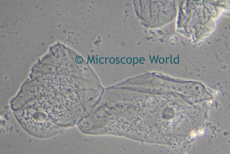 Microscope World Blog Cheek Cells Under The Microscope