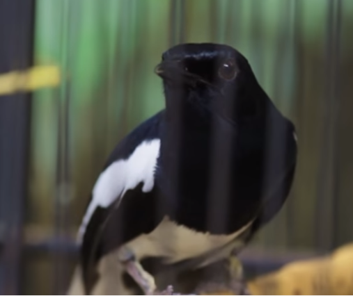 7 Hal mengenai kacer poci yang perlu anda ketahui! | Kicau Burung Mania