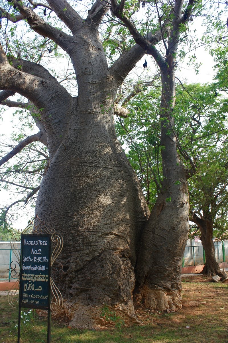 Journeys across Karnataka: Savanur: fort ruins and Baobab trees