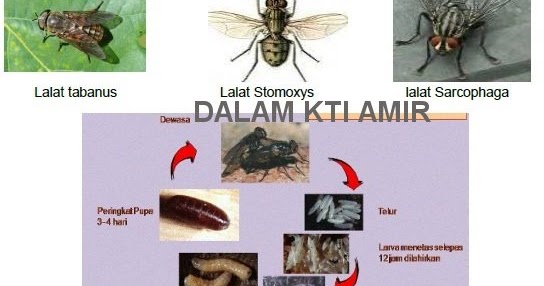 drh.Amirullah, M.Si: EKTOPARASIT DAN PENGENDALIANNYA