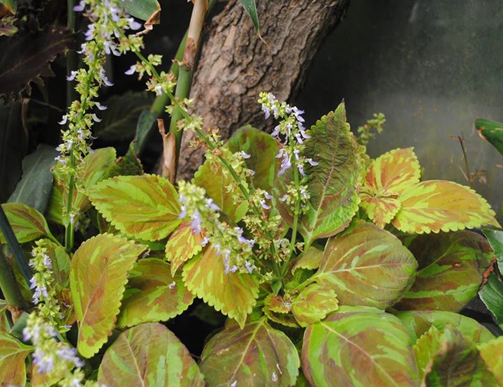 Photographic Handbook of Phil. Plants and Flowers: P