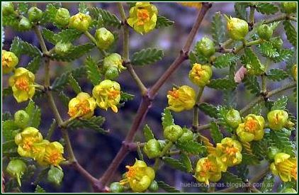 YUYOS DEL CAMINO: La Jarilla. | Huellas Cuyanas