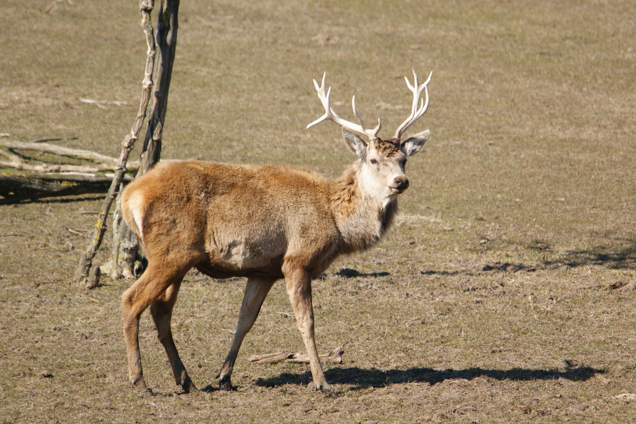 Zoogdieren: 'Alle' 65 Soorten