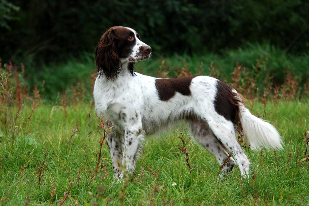 dog side stories: Epagneul Francais ( Γαλλικό Σπάνιελ)