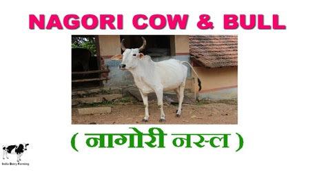 Nagori Cow / Nagori Bull - Characteristics and Performance of Nagori ...