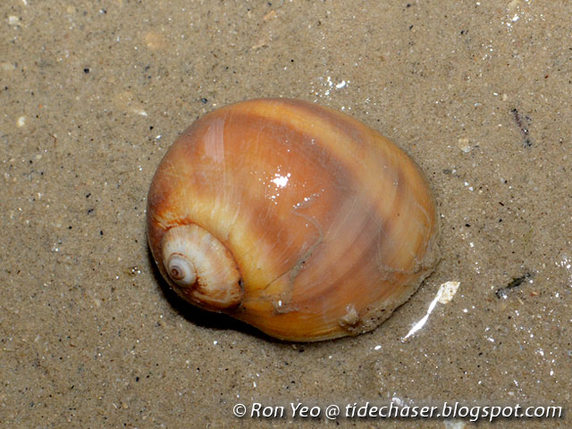 tHE tiDE cHAsER: Moon Snails (Phylum Mollusca: Family Naticidae) of ...