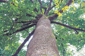 Pembelajaran Sains Tumbuhan Melalui Internet: CIRI 2 : JENIS BATANG