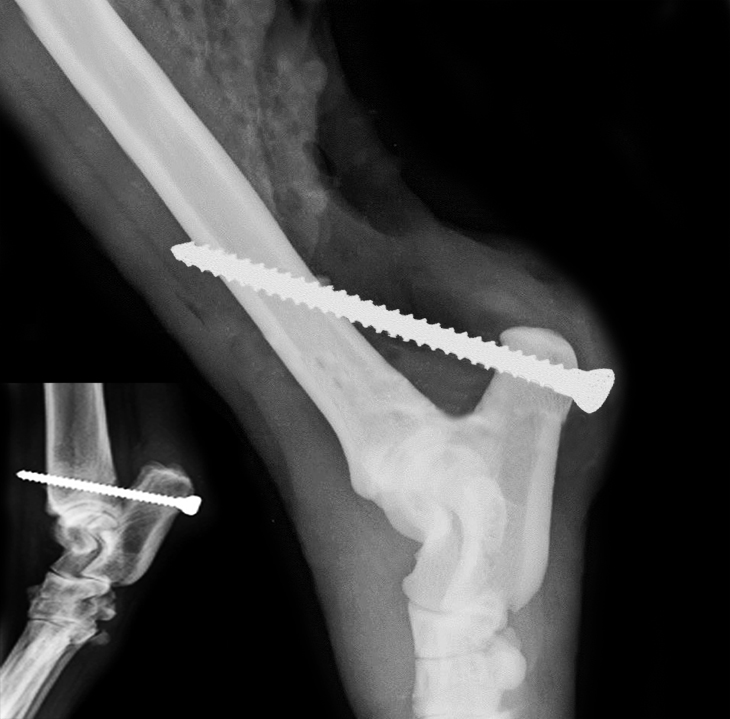 ARTROVET: Rotura del tendón calcáneo común