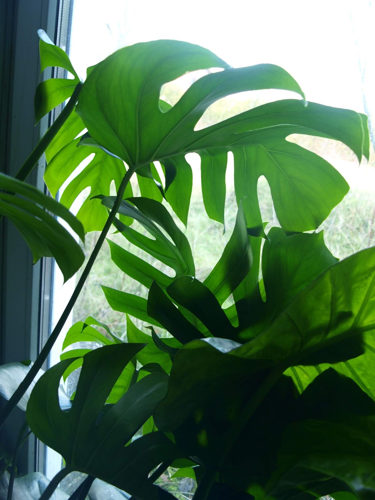 Der ultimative Monstera deliciosa Pflege-Guide - Zwei grüne Daumen