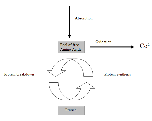 BIOLOGI: METABOLISME KARBOHIDRAT, PROTEIN DAN LEMAK