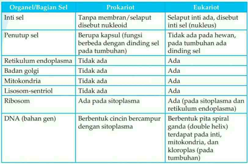 Perbedaan Antara Sel Prokariotik Dan Eukariotik - Riset Perbedaan Antara Sel Prokariotik Dan Eukariotik - Riset