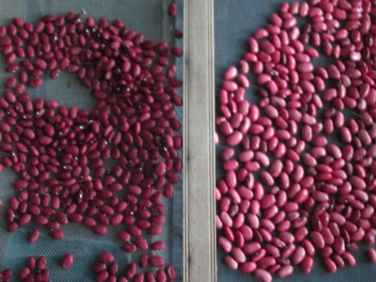 Cooper Road CSA: Heirloom Shelling Beans