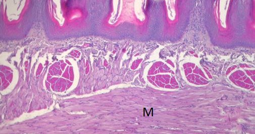 Manual interactivo de morfología celular: Morfología de células ...
