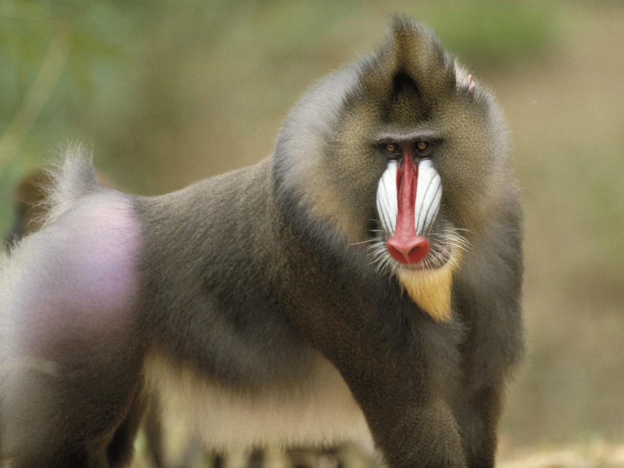 Cute Funny Animalz: Funny Baboon Monkeys