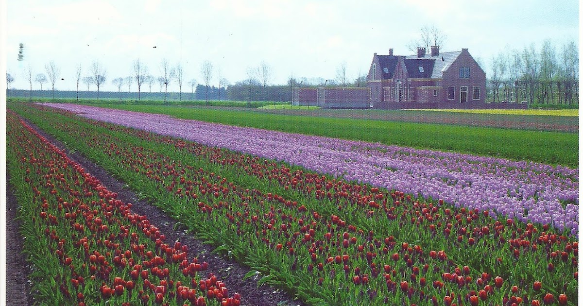 A Journey of Postcards: Beemster Polder | Netherlands