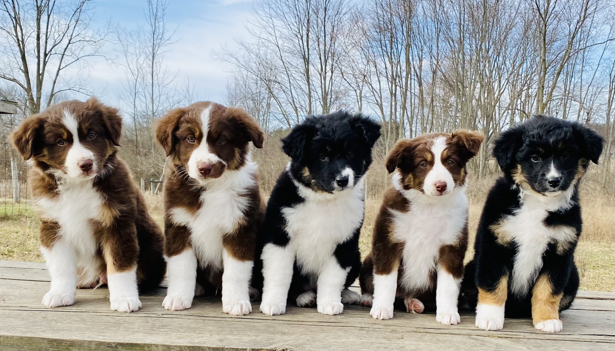 Little Bear Swamp Farm