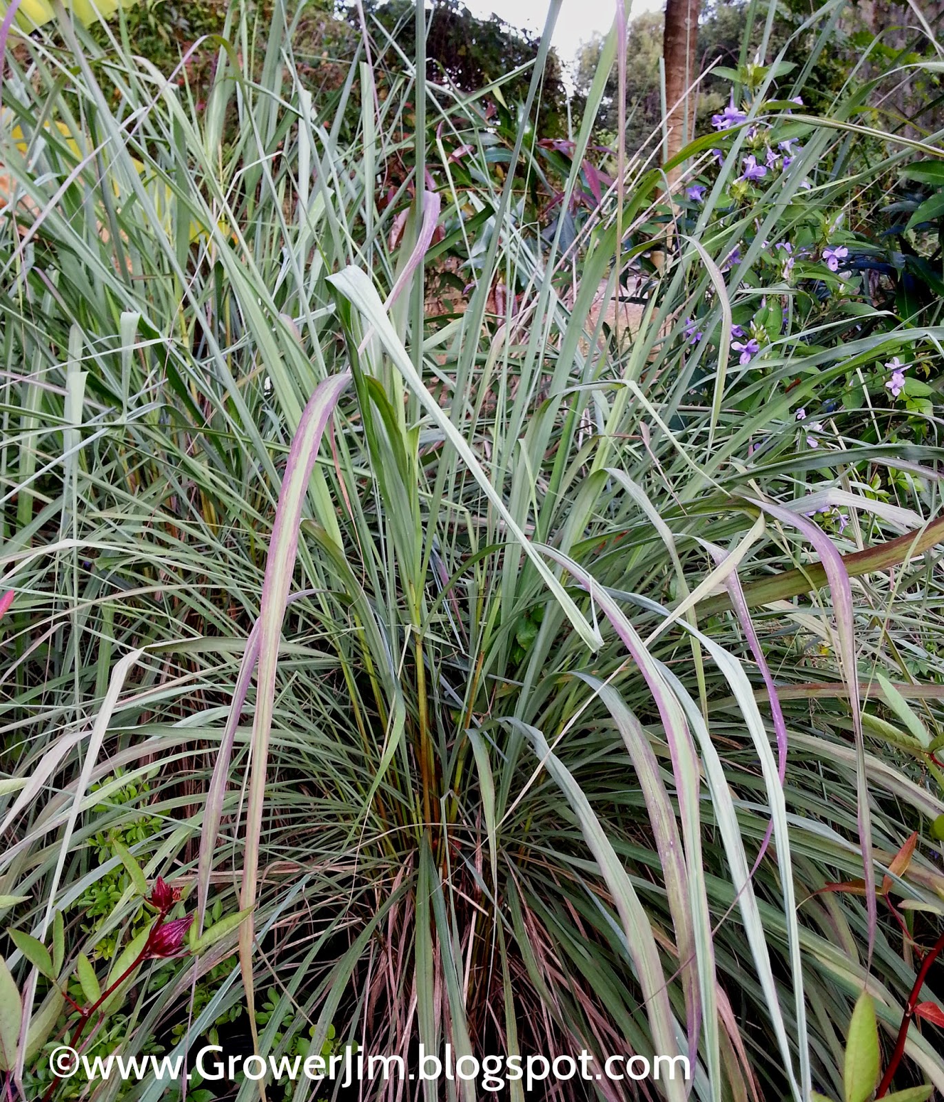 Garden Adventures: East Indian Lemongrass (Cymbopogon flexuosus)