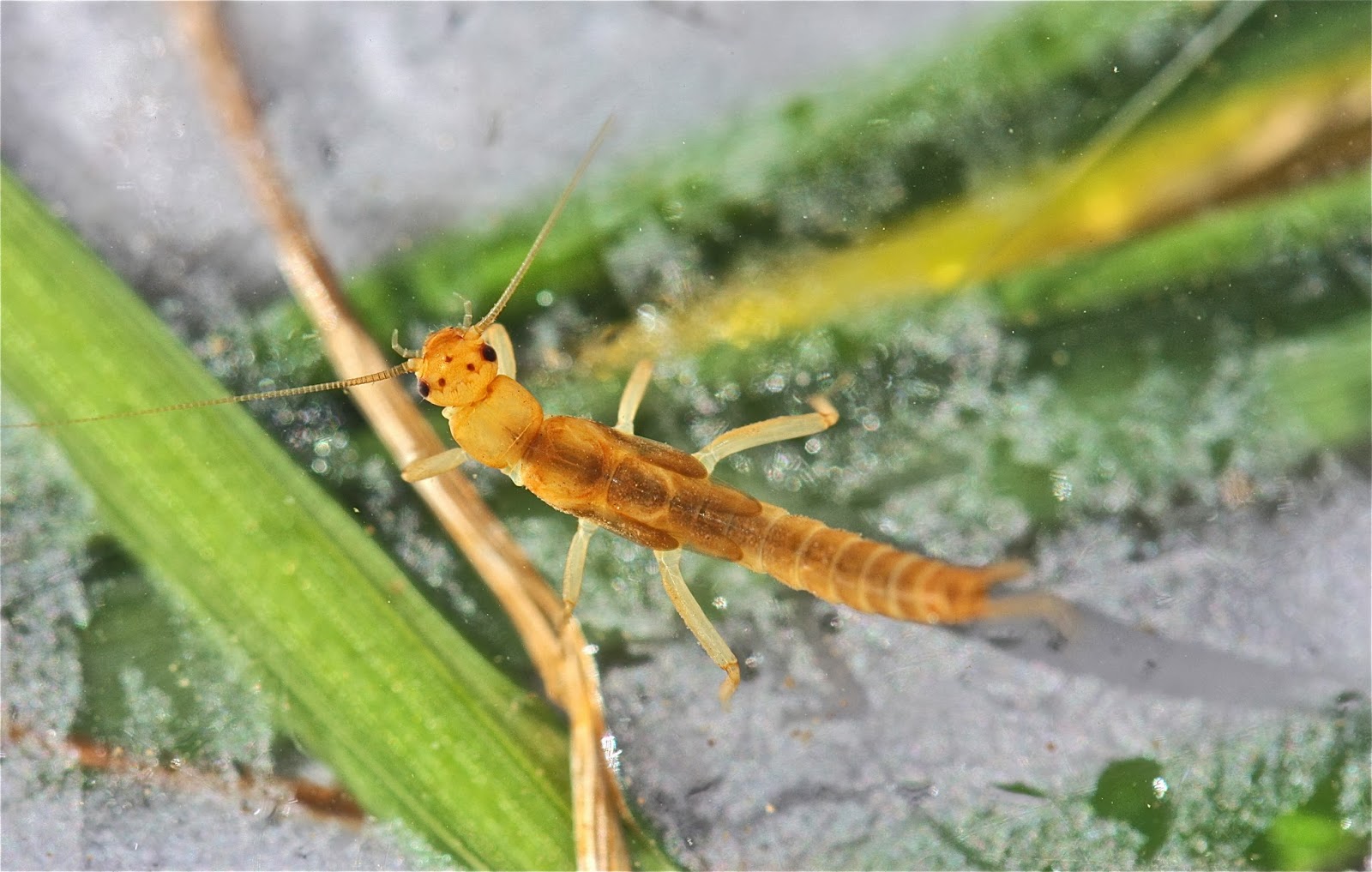 Aquatic Insects of Central Virginia: Rolled-winged stoneflies ...
