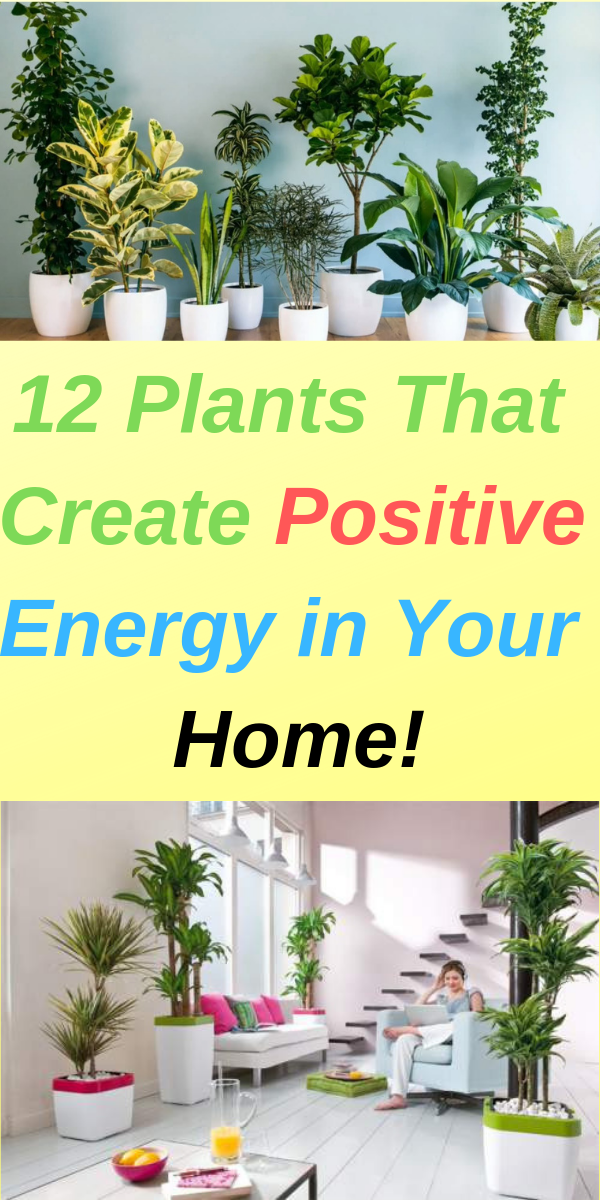 Healthy Beauty and Diet: 12 Plants That Create Positive Energy in Your ...