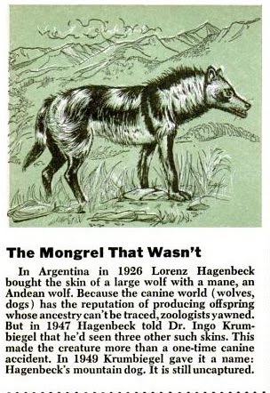 Andean Wolf | Bizarre