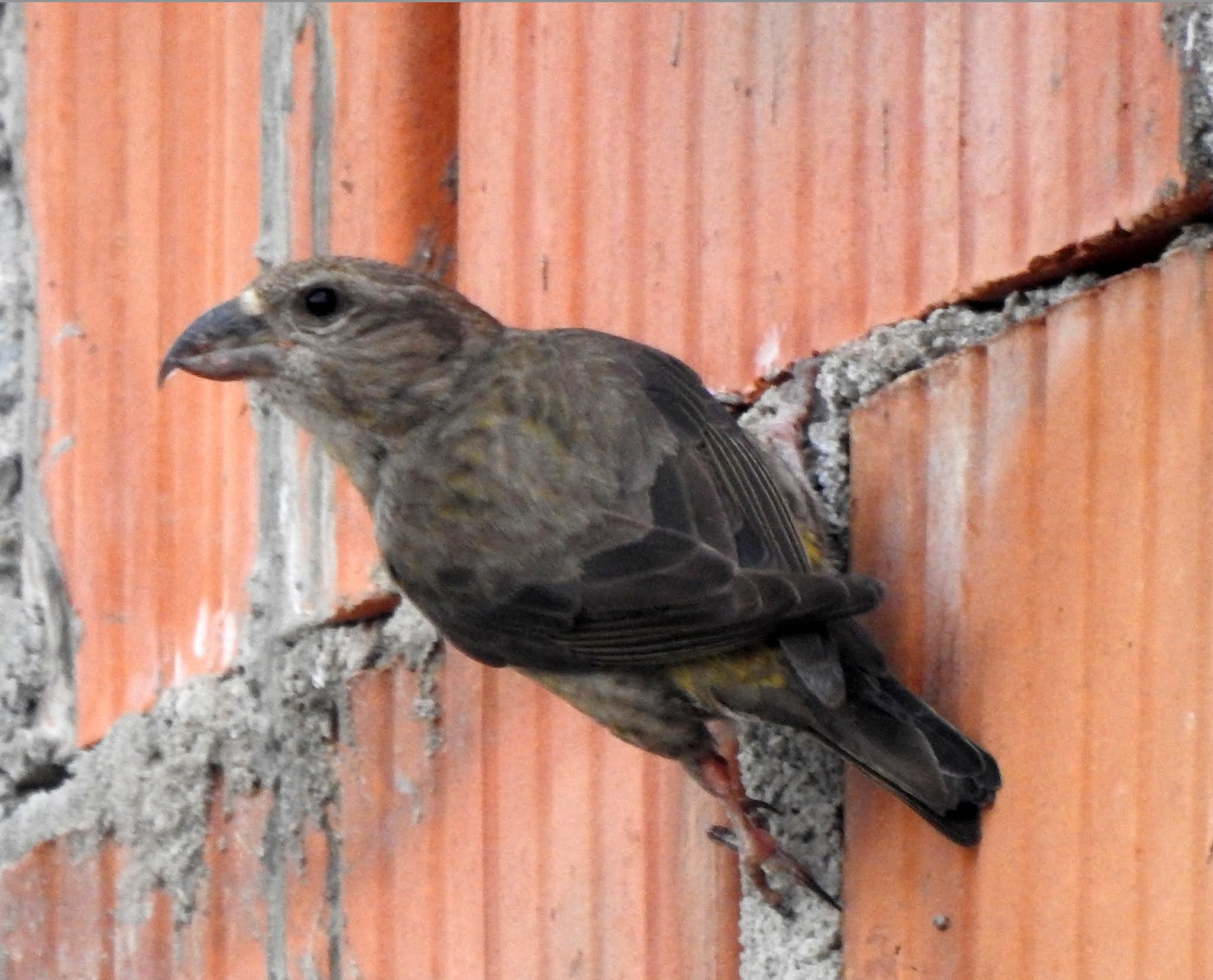 PASARI DIN ROMANIA: FORFECUTA (1), Loxia curvirostra